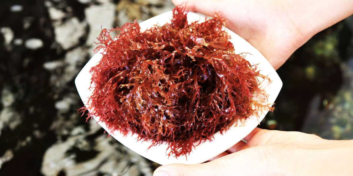Alga Merah: Sumber Mineral Laut yang Kaya Manfaat – Nutrimart